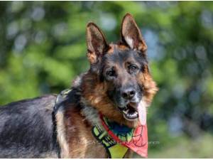 Rescue Dogs in Stoke-on-Trent | Petlist