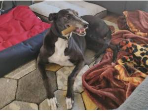 Rescue Dogs in Northampton | Petlist