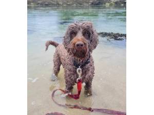 Cockapoo Rescue Dogs in the United Kingdom | Petlist