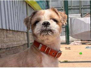 Rescue Dogs in Stoke-on-Trent | Petlist
