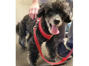 Poodle Rescue Dogs in the United Kingdom | Petlist