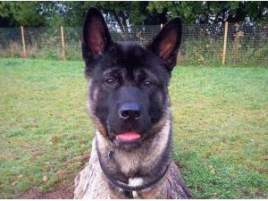 Rescue Dogs in Northampton | Petlist