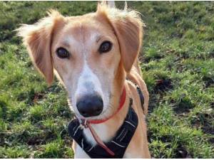 Saluki Rescue Dogs in the United Kingdom | Petlist
