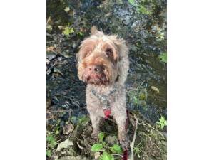 Cockapoo Rescue Dogs in the United Kingdom | Petlist