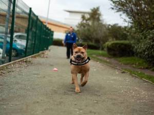 Rescue Dogs in Manchester | Petlist