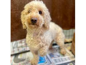 Miniature Poodle Rescue Dogs in the United Kingdom | Petlist