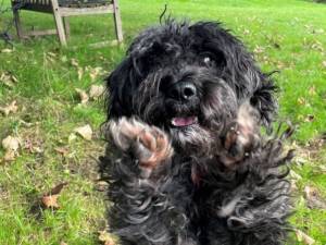 Poodle Rescue Dogs in the United Kingdom | Petlist