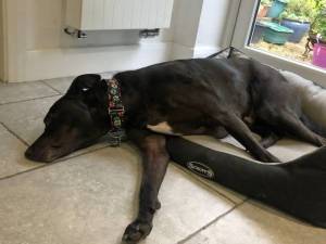 Rescue Dogs in Blackpool | Petlist