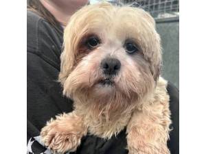 Lhasa Apso Rescue Dogs in the United Kingdom | Petlist