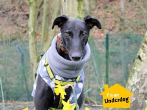 Rescue Dogs in Blackpool | Petlist