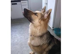 Rescue Dogs in Halifax | Petlist