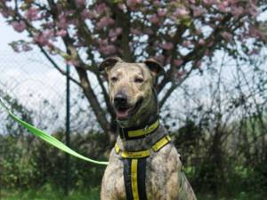 Rescue Dogs in Swansea | Petlist