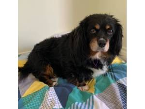 Cavalier King Charles Spaniel Rescue Dogs in the United Kingdom | Petlist