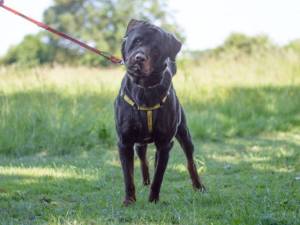 Rottweiler Rescue Dogs in the United Kingdom | Petlist