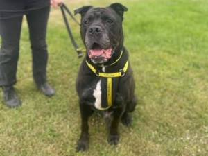 Mastiff Rescue Dogs in the United Kingdom | Petlist