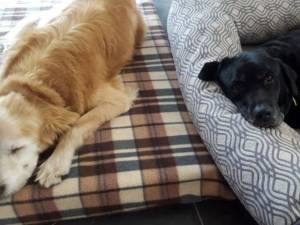 Golden Retriever Rescue Dogs in the United Kingdom | Petlist