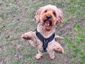 Poodle Rescue Dogs in the United Kingdom | Petlist