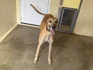 Rescue Dogs in Wickford | Petlist