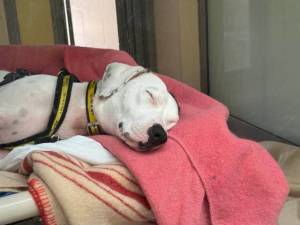 Rescue Dogs in Wickford | Petlist