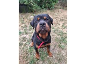 Rottweiler Rescue Dogs in the United Kingdom | Petlist