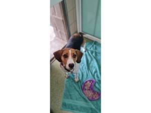 Rescue Dogs in Burton upon Trent | Petlist