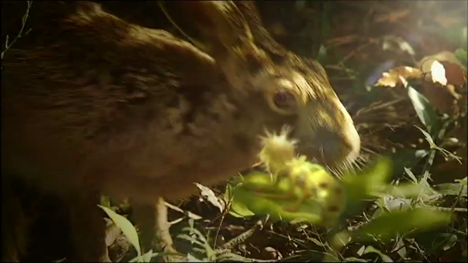 BBC One Circle Ident - Magic Forest by Matt Losasso for BBC