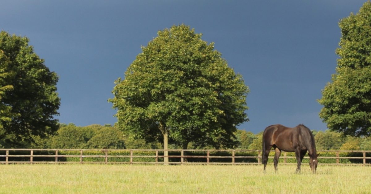 The National Stud - Stud