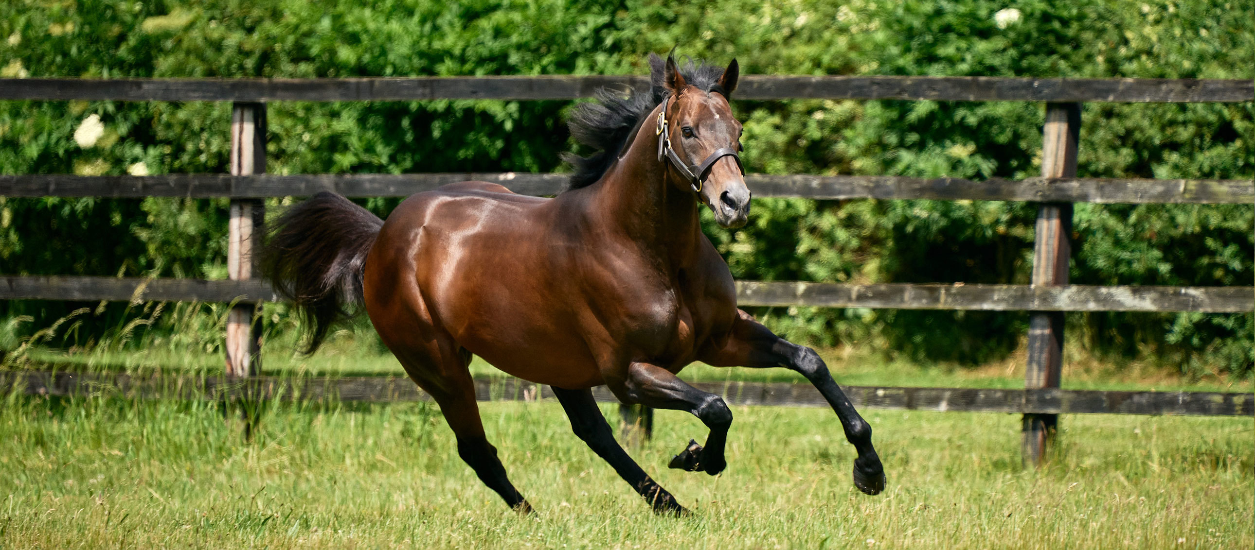 The National Stud - Welcome