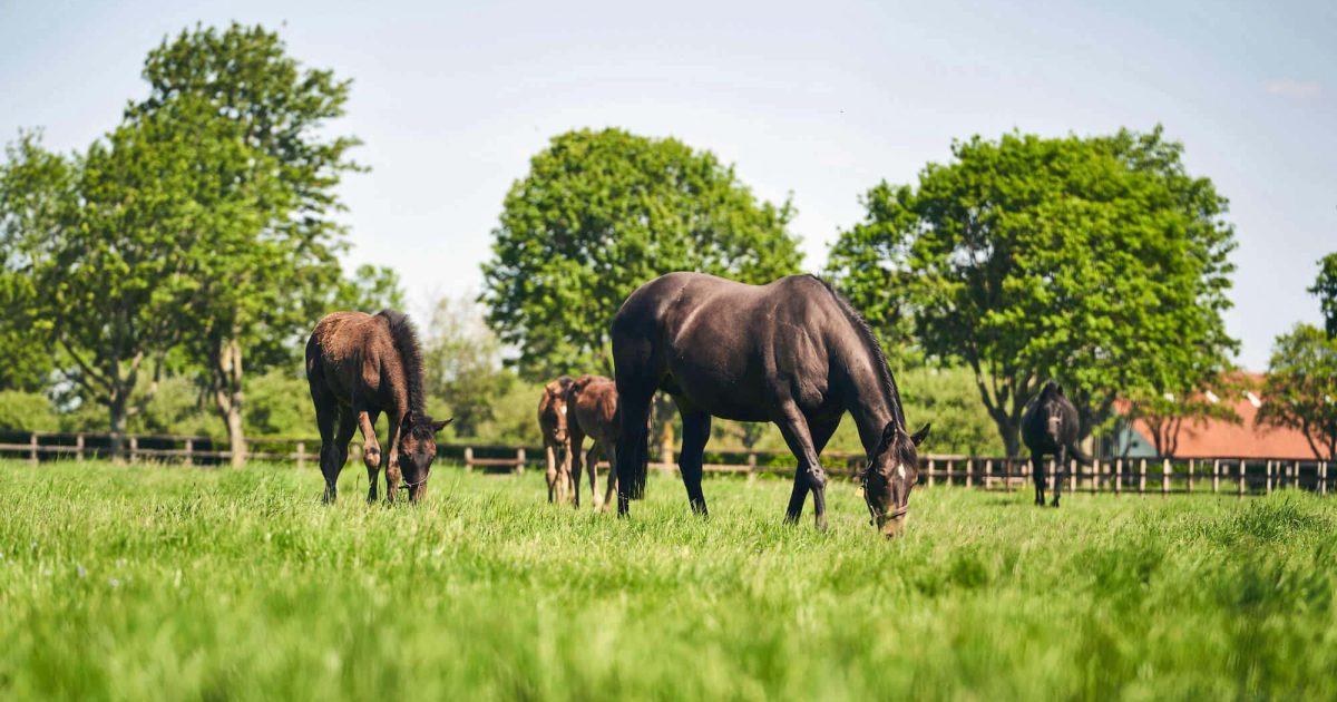 The National Stud - Stallions