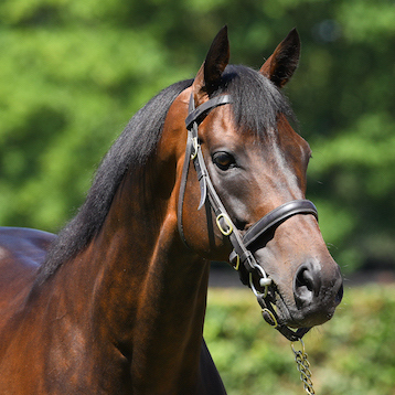 The National Stud - Stud