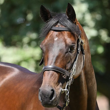 The National Stud - Welcome