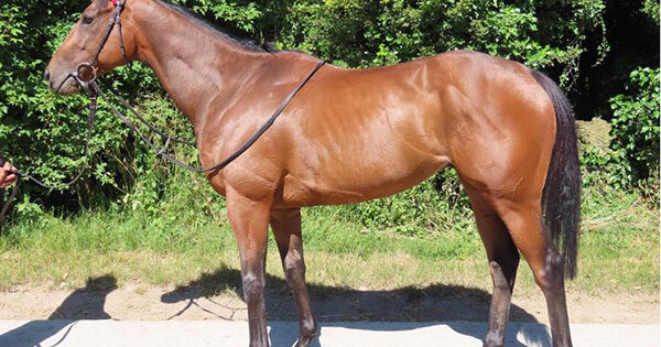 RaceShare | Buccabay joins the RaceShare Team!