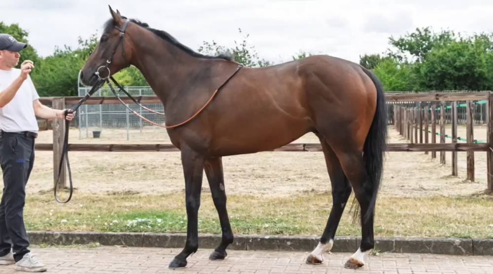 Lovelifenlaughter - RoR Source a Horse - RoR Source a Horse