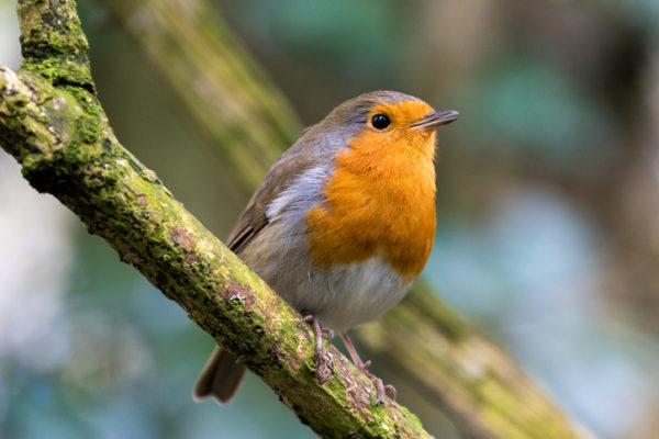 Robin Redbreast – Your Wiltshire Magazine