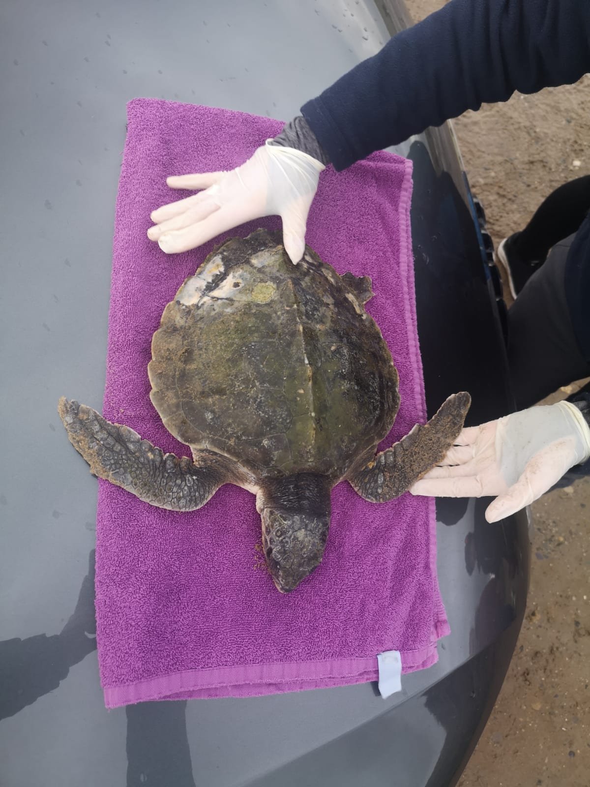 World’s rarest tropical sea turtle in a battle for survival after ...