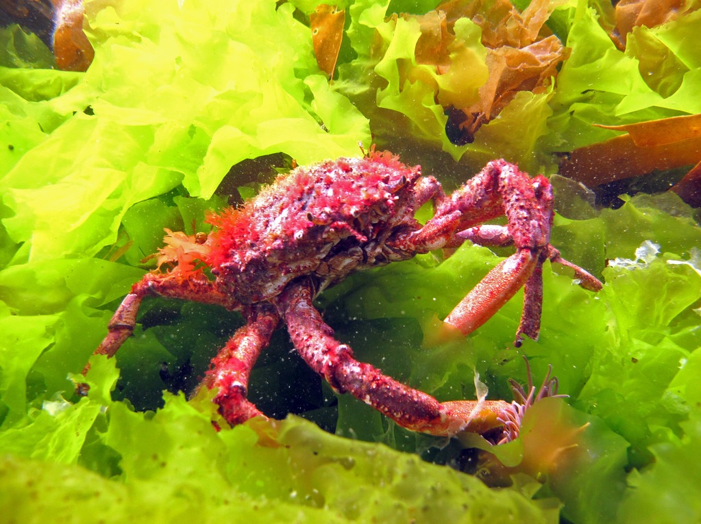 The top 10 best animal names in the Welsh language