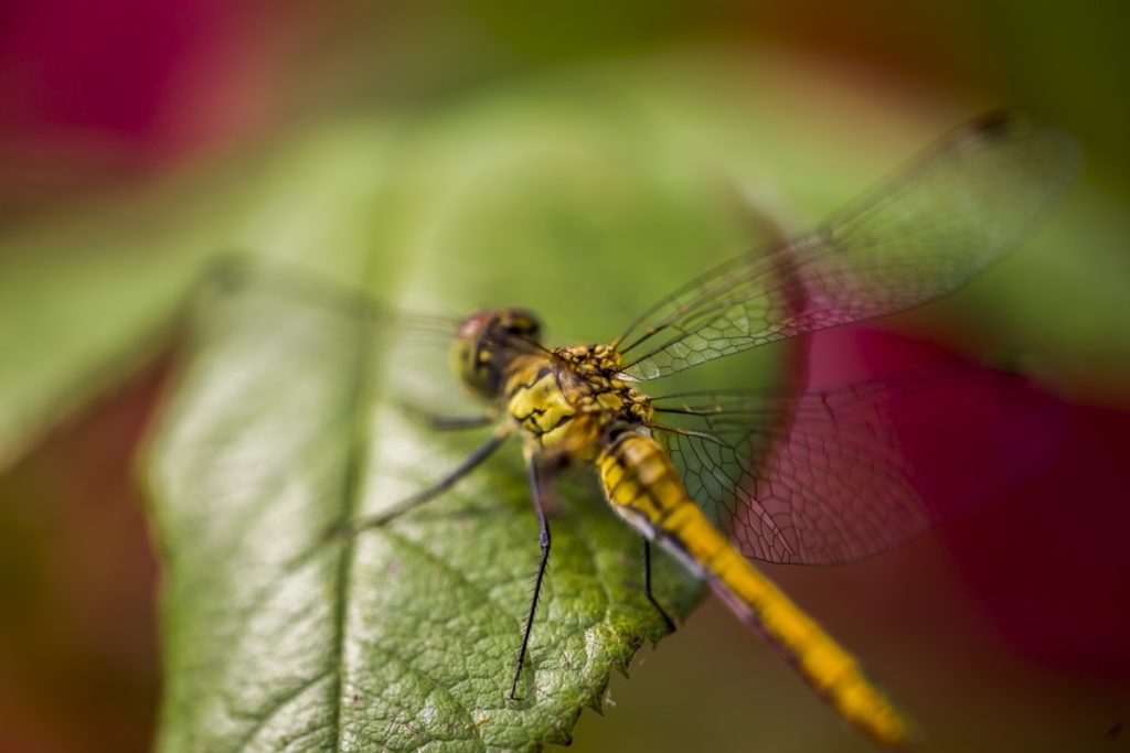 The top 10 best animal names in the Welsh language
