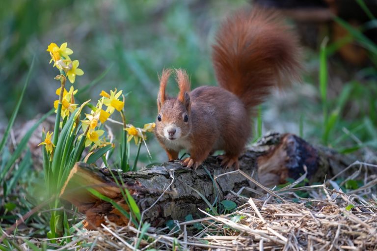 The top 10 best animal names in the Welsh language