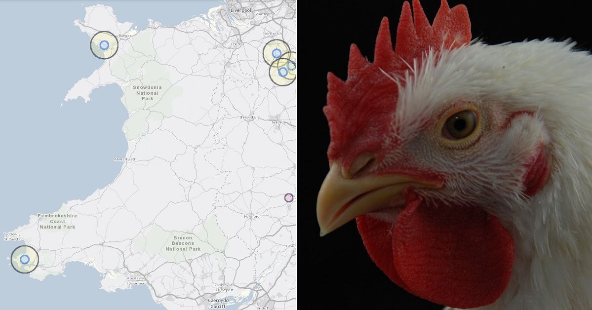 Interactive map shows the location of bird flu in Wales as new outbreak ...