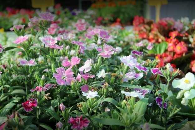 La Merced Garden Centre | Garden Centres in Costa Blanca