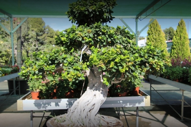 La Merced Garden Centre | Garden Centres in Costa Blanca