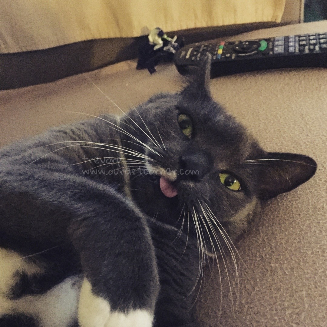 Photo Mookie the Cat by trevorp | OurArtCorner