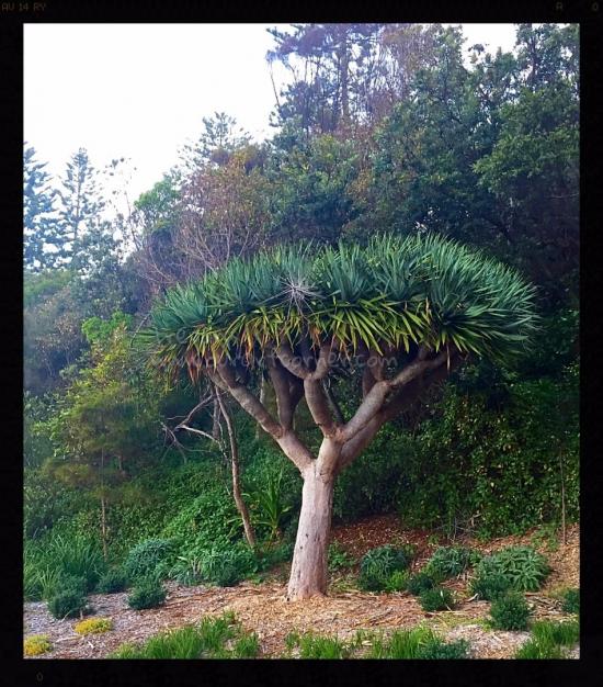 Photo Alien tree by trevorp | OurArtCorner