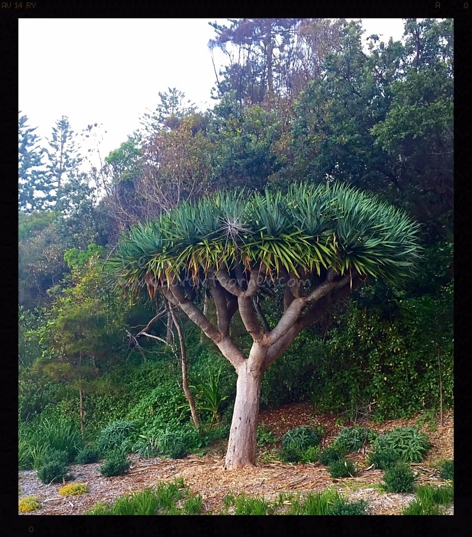 Photo Alien tree by trevorp | OurArtCorner