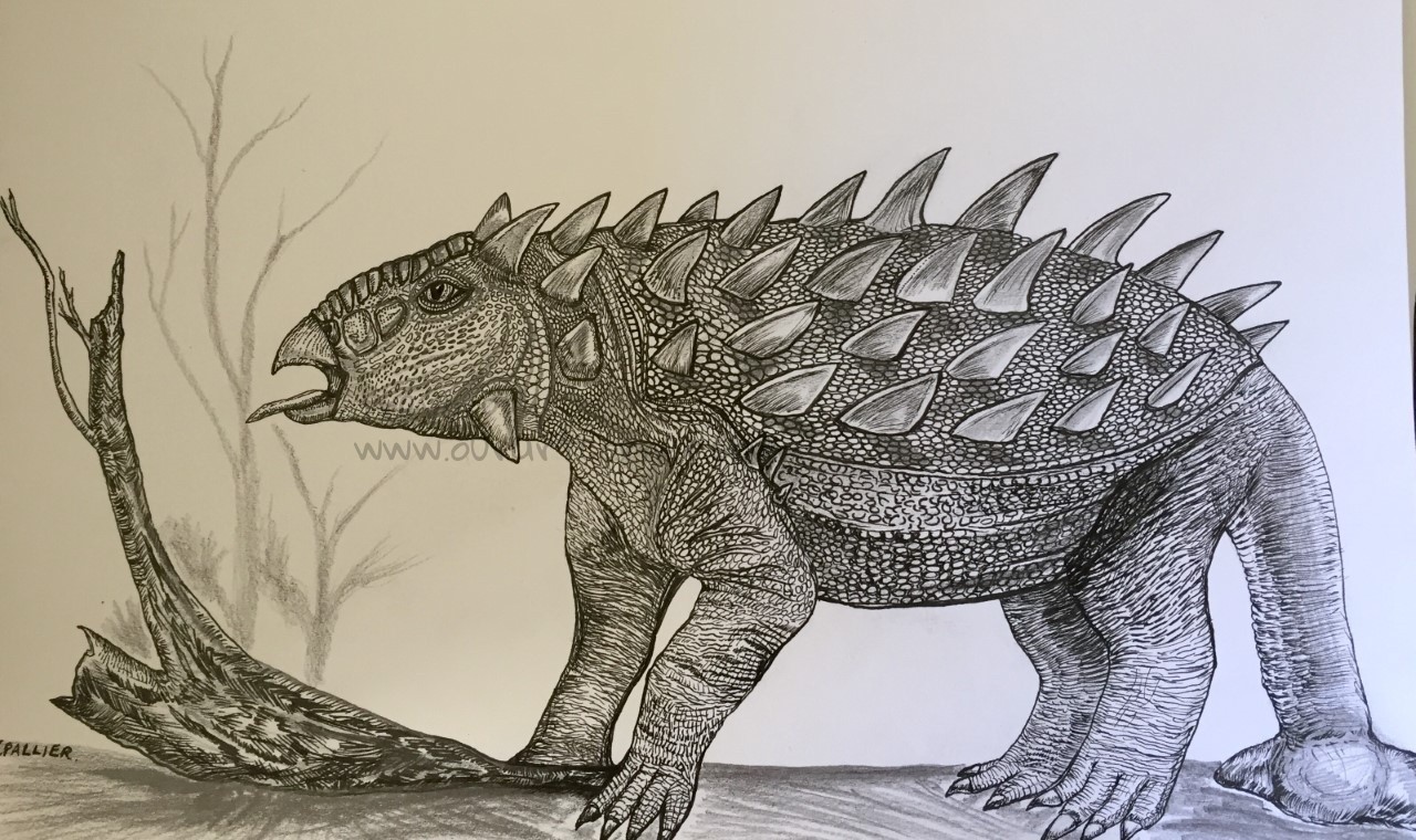 Drawing Ankylosaurus Drawing By Trevorp OurArtCorner