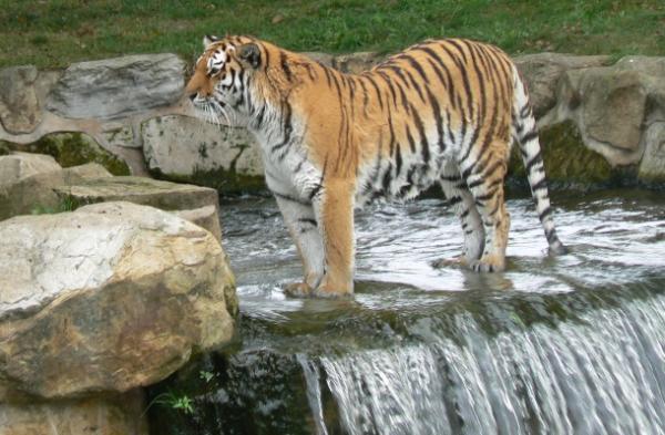 Review: Yorkshire Wildlife Park - Doncaster