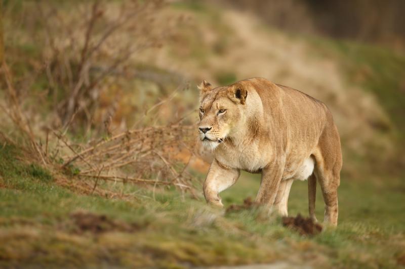 Visit England Accolade For Yorkshire Animal Park