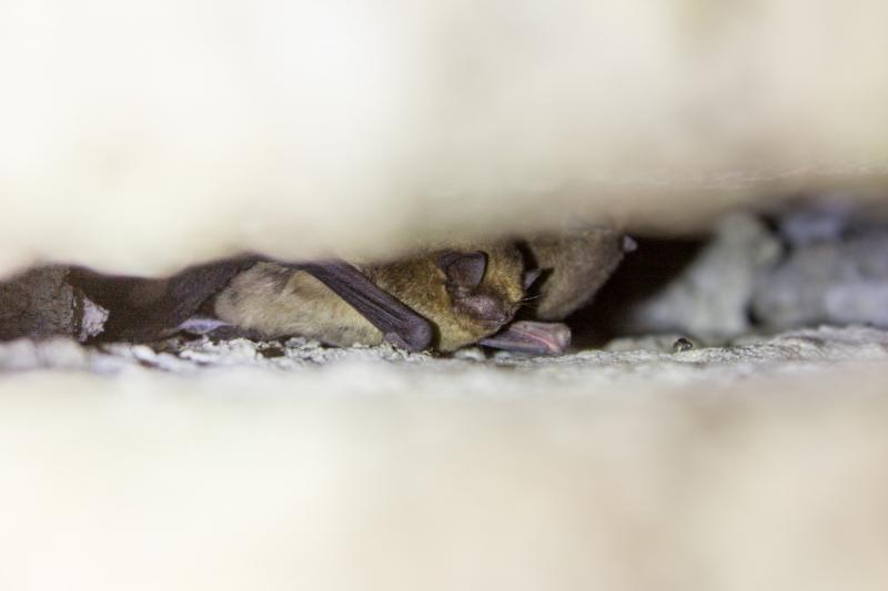 A Look At Bats In Winter