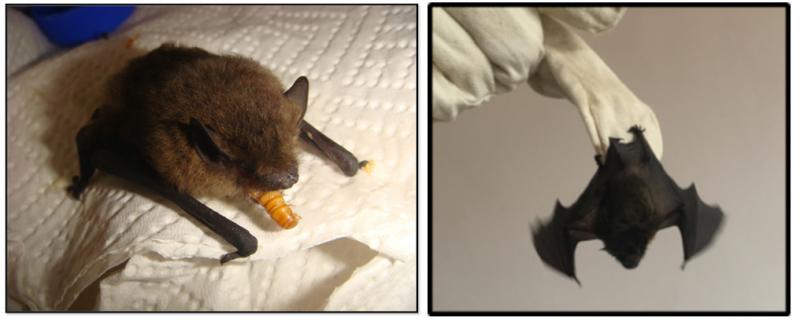 Caring For Bats