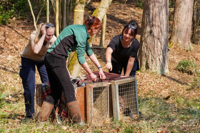 Beavers Arrive For Yorkshire Trial